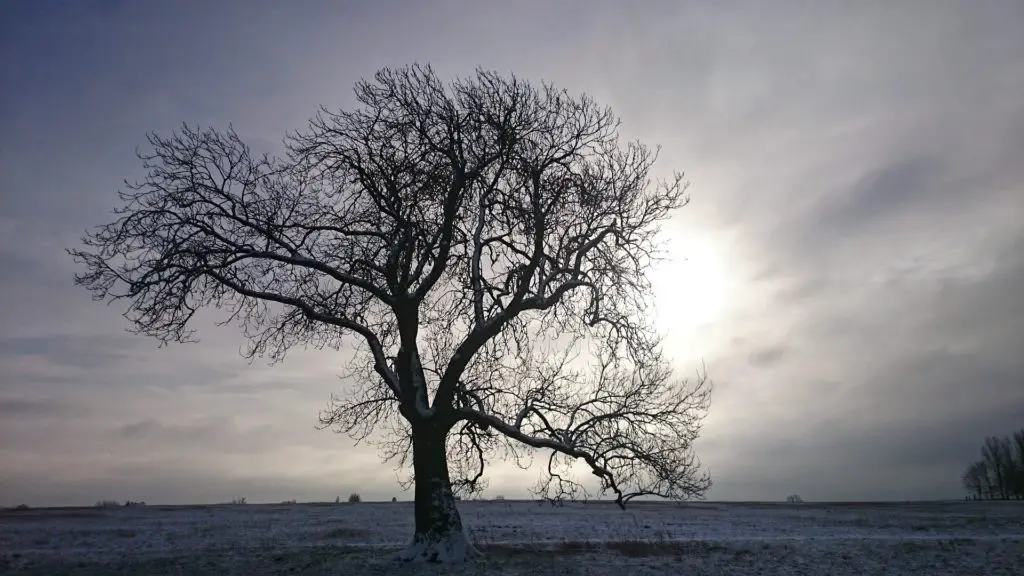 A Poison Tree, William Blake Poem Analysis/Annotations - GCSE English ...
